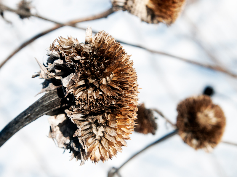 What to do While Waiting Out Winter | Xerces Society