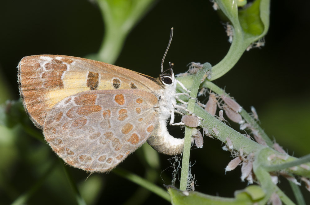 Fun with Harvester Butterflies, Part Two | Xerces Society