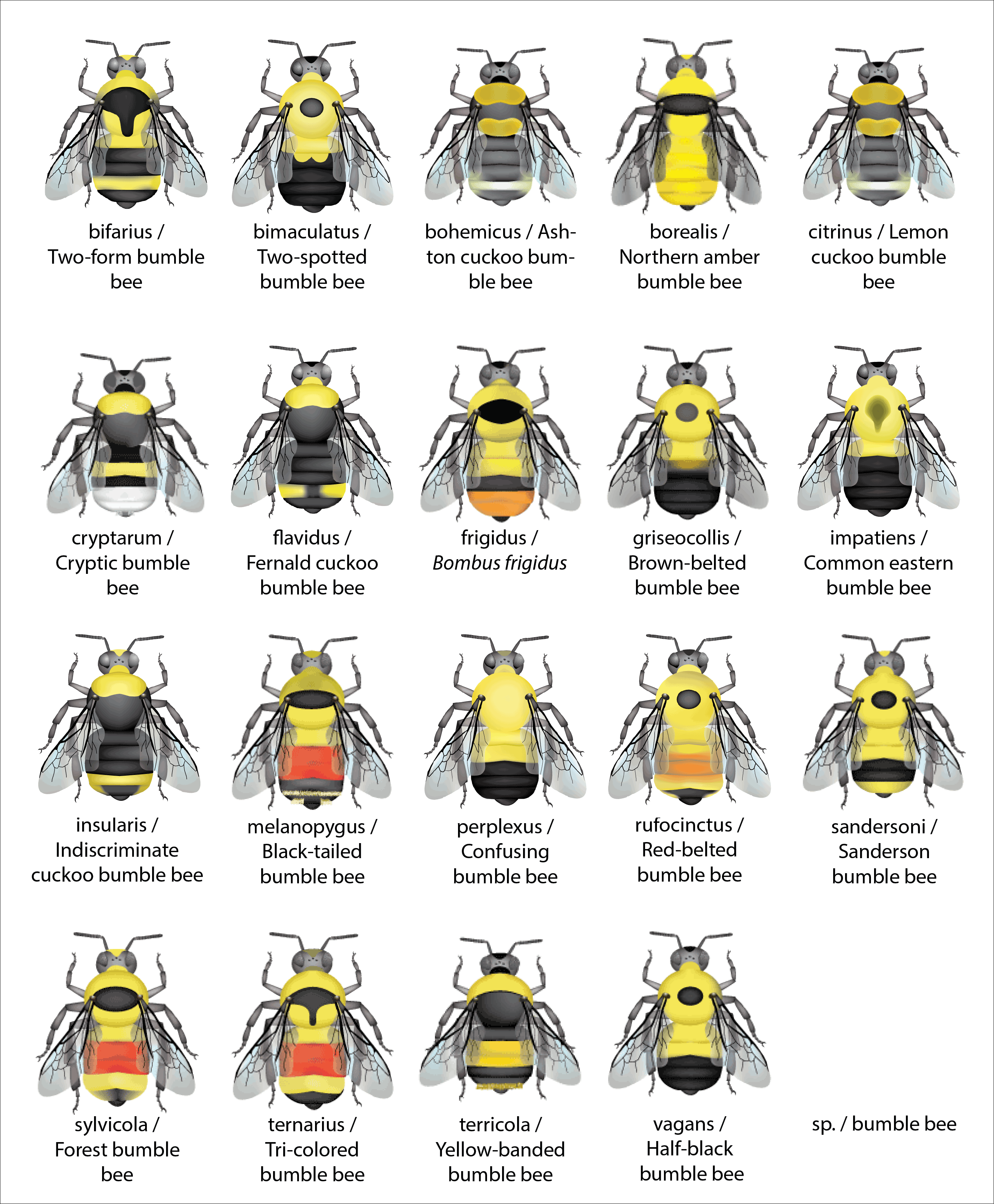 Identifying Bumble Bees MSU Extension Montana State University