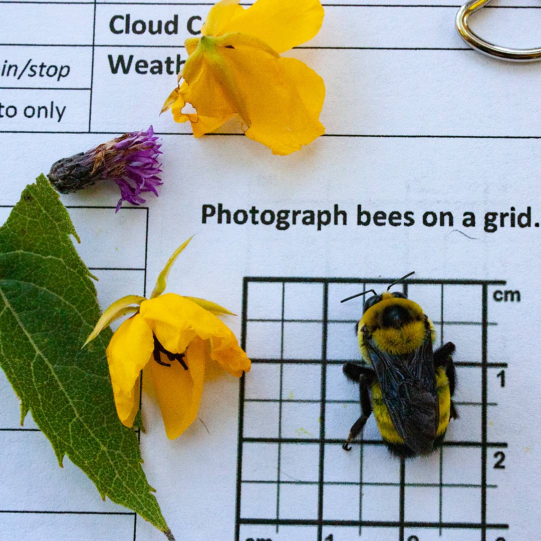 Bumble Bee Conservation | Xerces Society