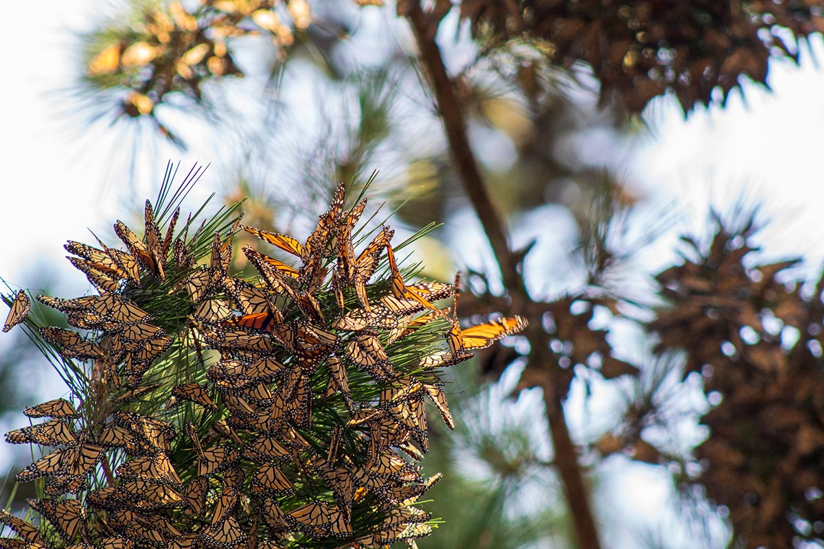 Everything You Need To Know About Visiting Overwintering Monarchs ...