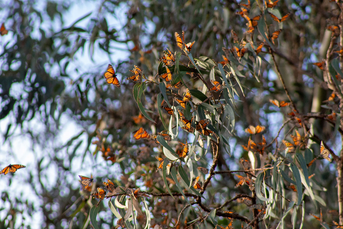 Everything You Need To Know About Visiting Overwintering Monarchs ...