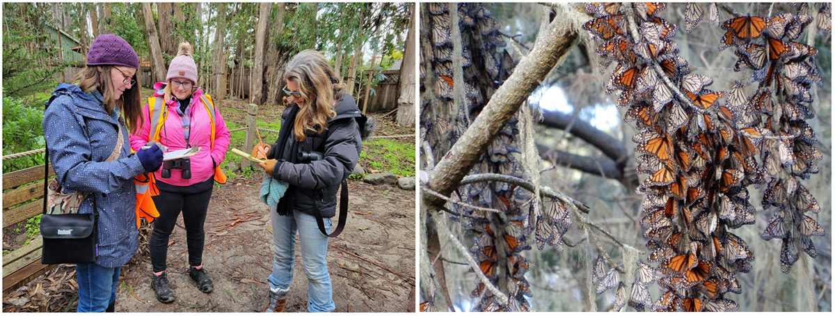 Everything You Need To Know About Visiting Overwintering Monarchs ...