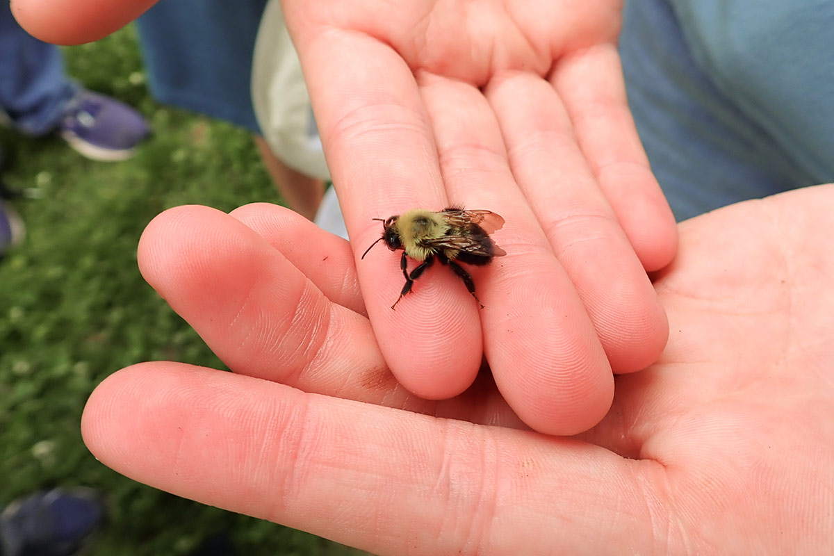 Giving Tuesday: A Day To Do Good | Xerces Society