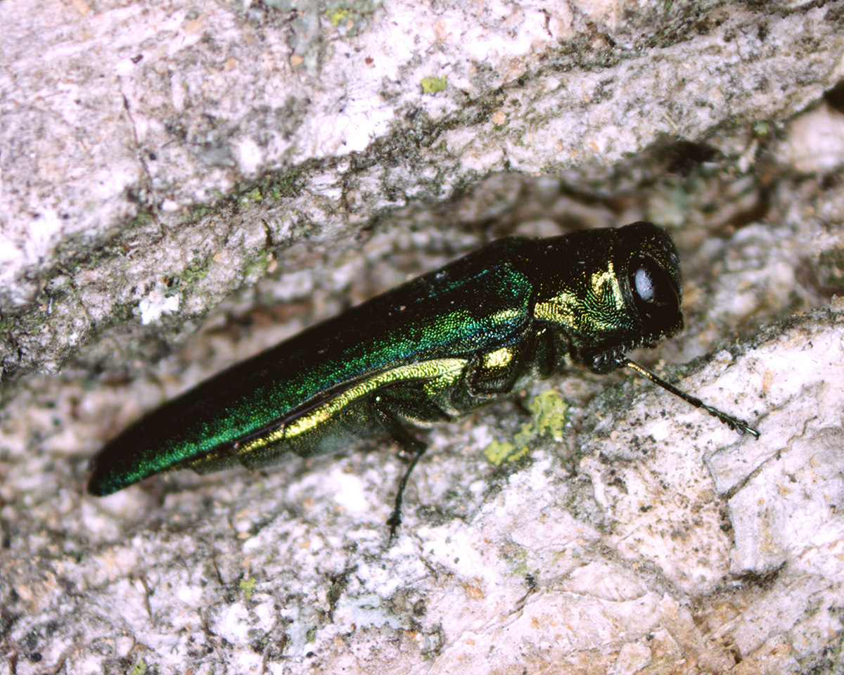 How to Spot and Slow Emerald Ash Borers in Your Community | Xerces Society
