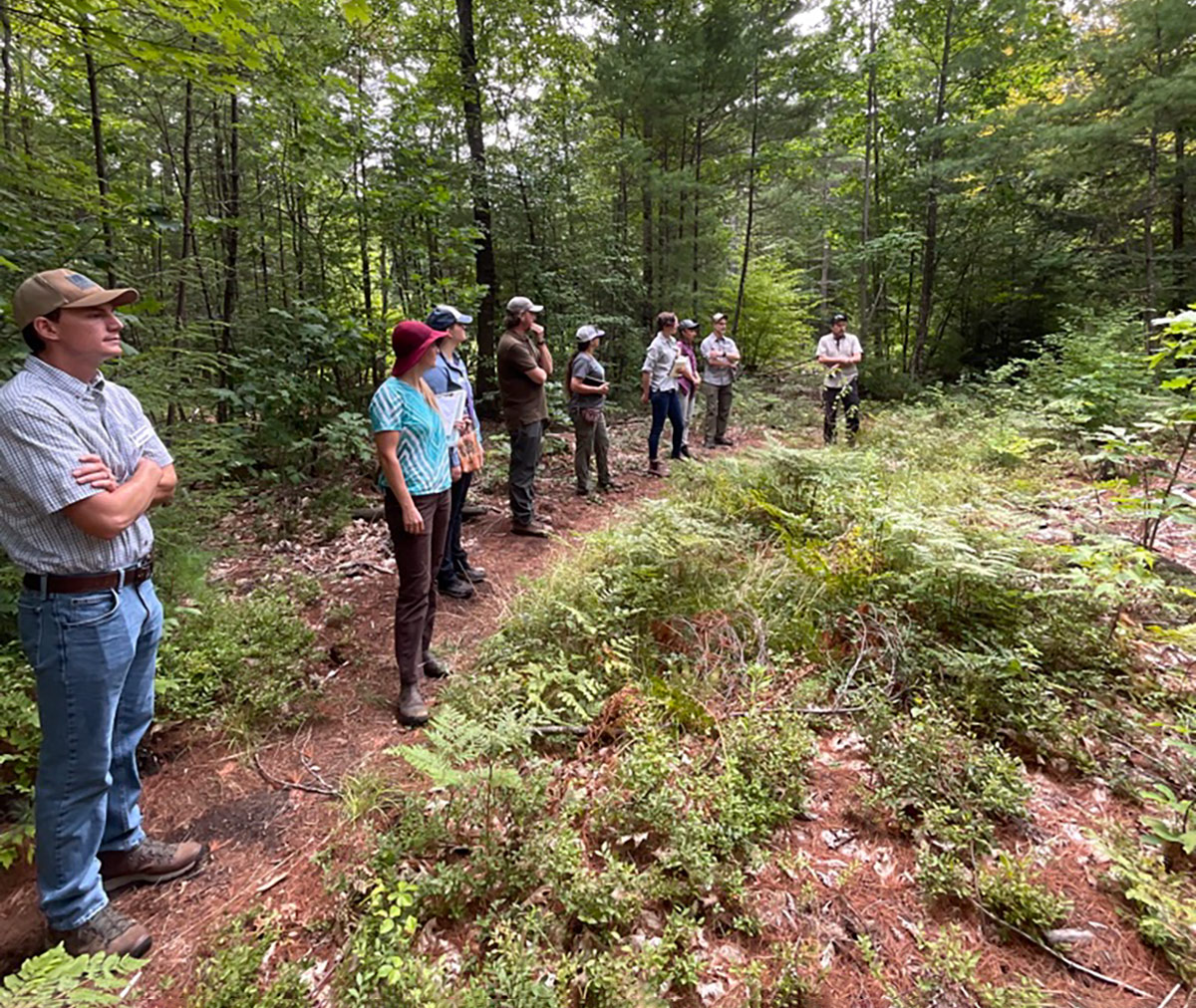 Managing Forests for Pollinators at Branch Hill Farm | Xerces Society