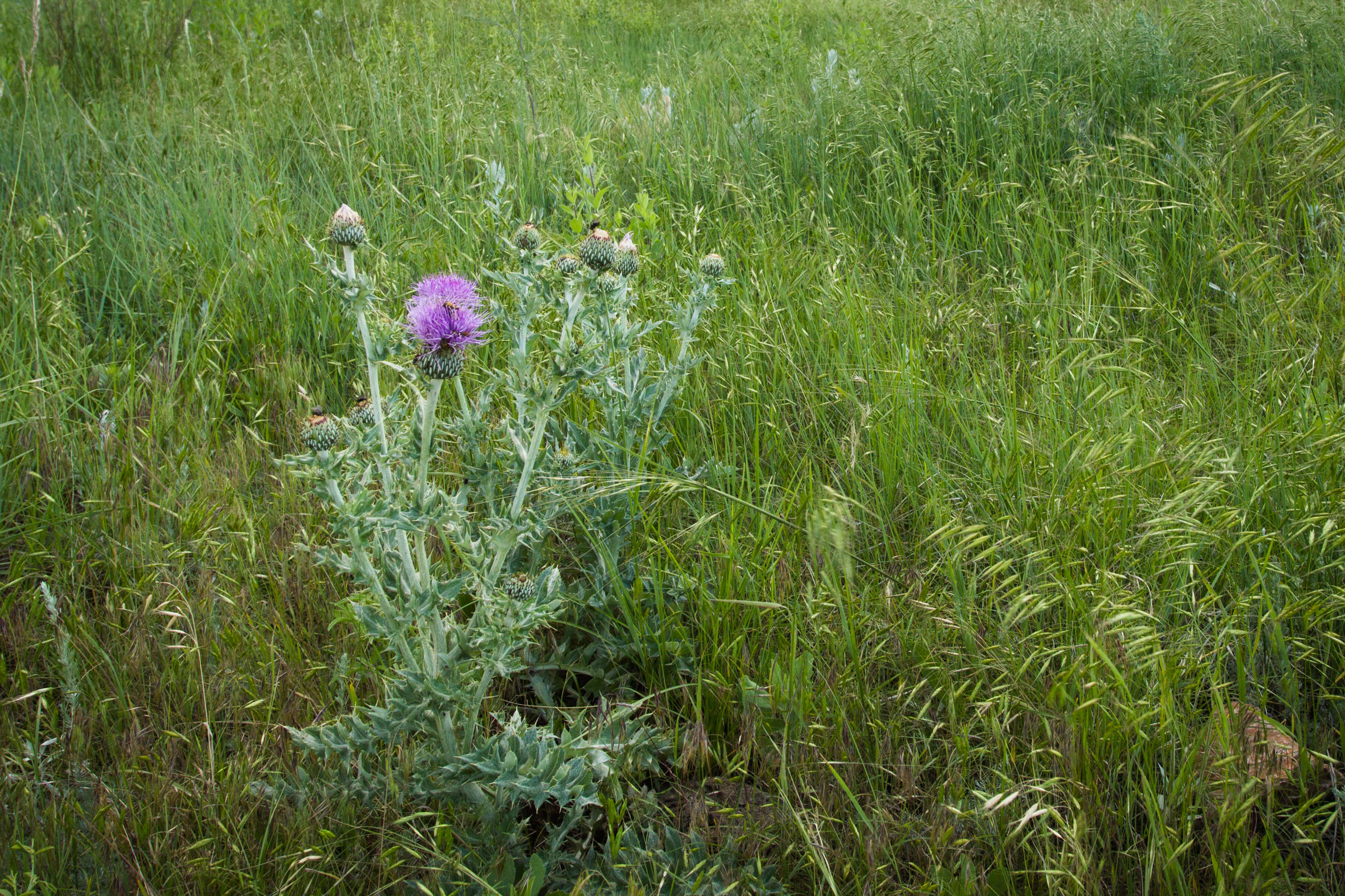 Standing Up for Native Thistles | Xerces Society