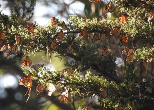 Emma Pelton | Xerces Society