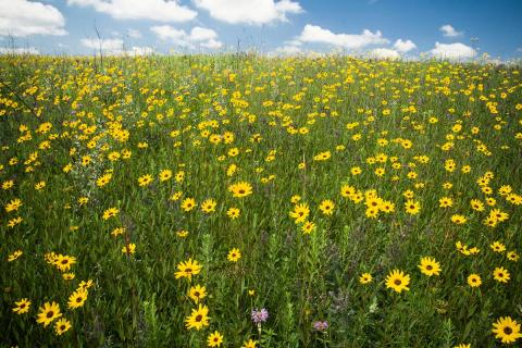 Stories from the Prairie: Life in a Resilient Ecosystem | Bug Banter ...