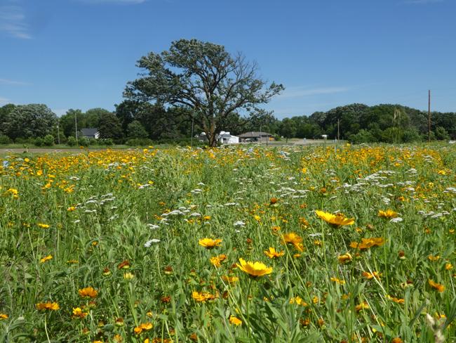 Small Farms, Big Impact: Pollinator Habitat in the Midwest | Xerces Society