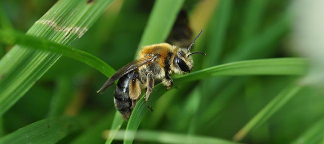 Wild Bee Conservation | Xerces Society