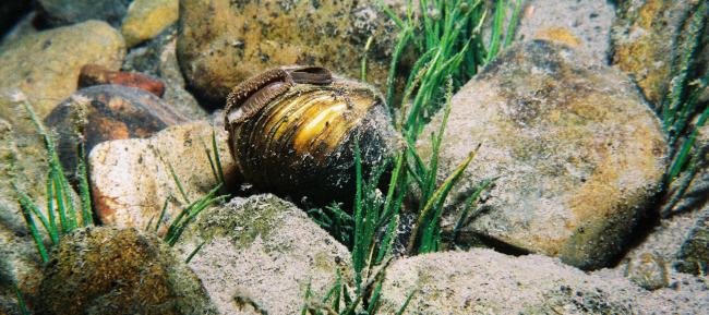 Western Freshwater Mussel Conservation | Xerces Society