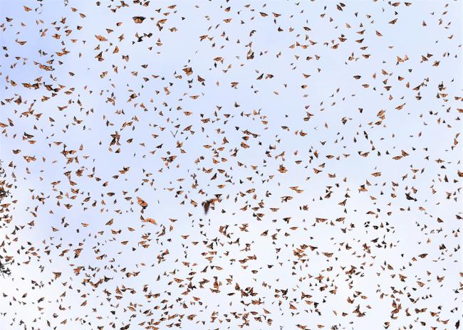 5 Monarch Migration Facts | Xerces Society