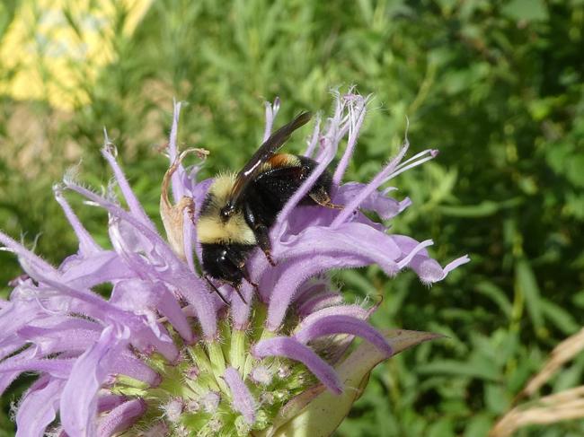 When a Bee is Considered a Fish: The Definitions and Complexities of ...