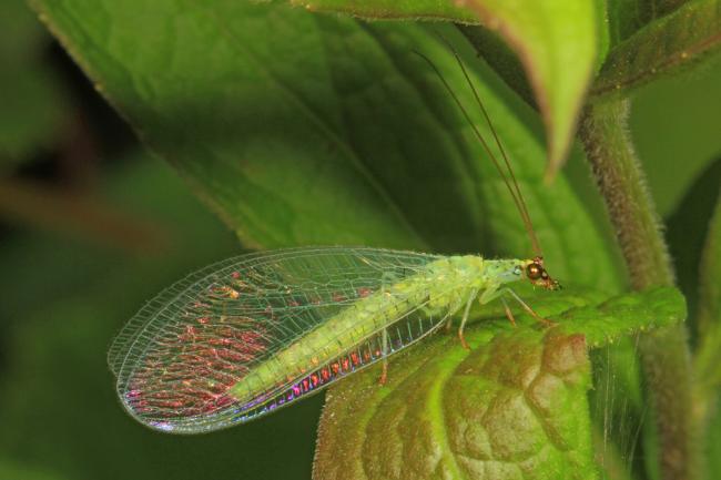 Planting for Helpful Predators: How “Natural Enemies” Can Control ...