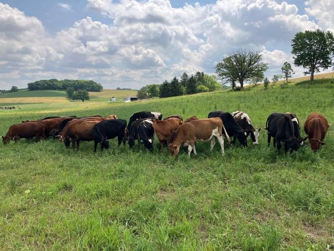 Planting Native Prairies Makes for Grazing Pastures that Support Both ...