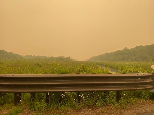 Air Pollution Hurts Pollinators Too, but We Can Help | Xerces Society
