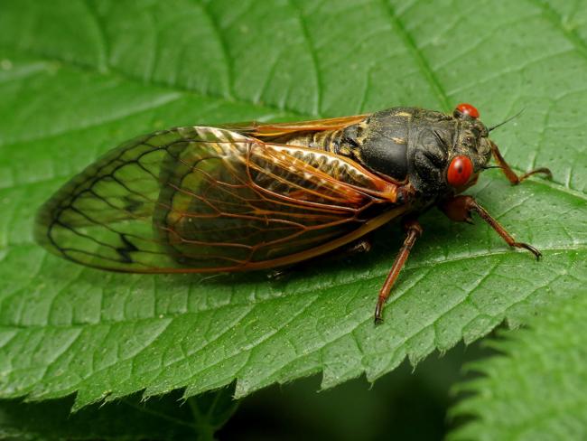 Loud Bug Summer: All Your Cicada Questions, Answered | Xerces Society