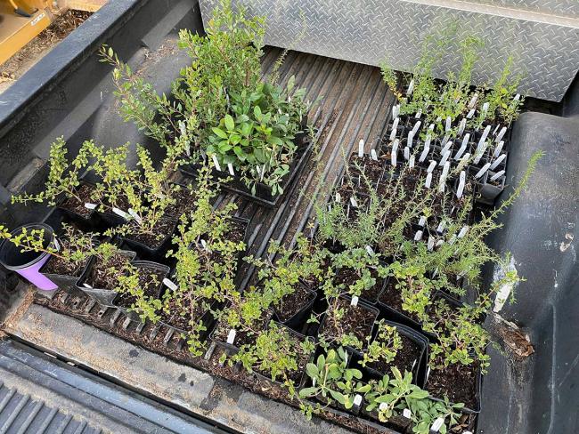 How Habitat Kits Are Helping Save Pollinators | Bug Banter Podcast ...