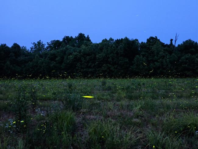 Are Fireflies Going Extinct? Here Are Six Ways To Make Sure They ...