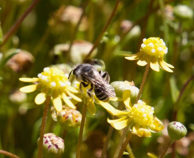 Understanding Native Bee Populations: The State of the Bees Initiative ...