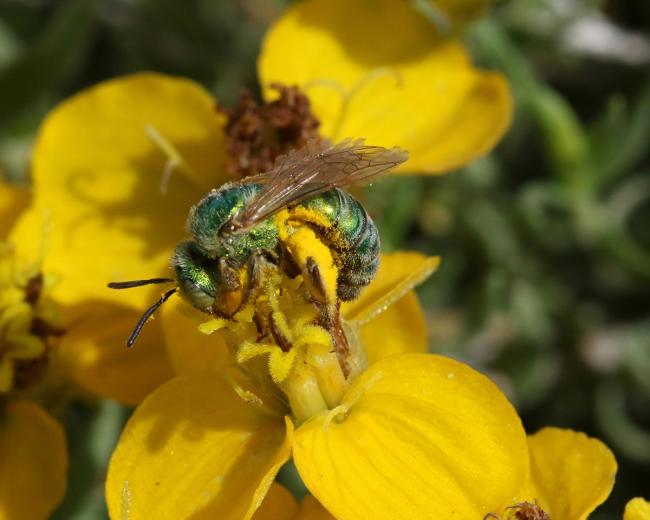 Bitter Nectar, Toxic Pollen: Pollinators and Plant Chemicals | Bug ...