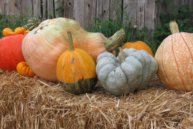 Meet the Insects That Pollinate Your Favorite Fall Foods | Xerces Society