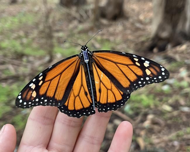 US Department of Interior Delays Monarch Butterfly Listing Under ...