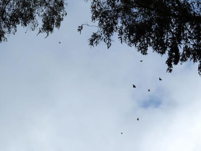 Western Monarchs Head into Spring with a Small Migratory Population ...
