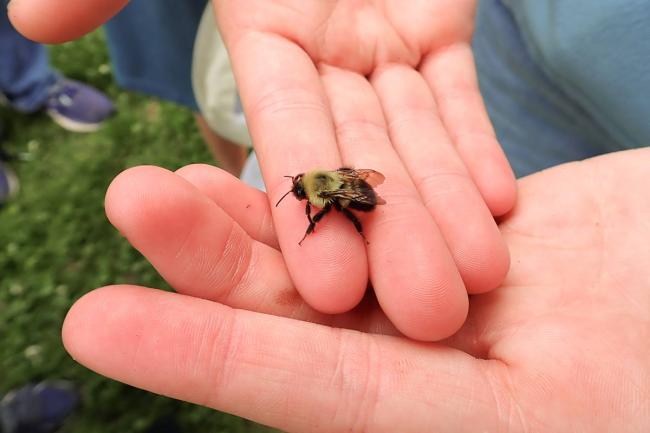 Do Bumble Bees Sting? And Other Common Questions | Xerces Society
