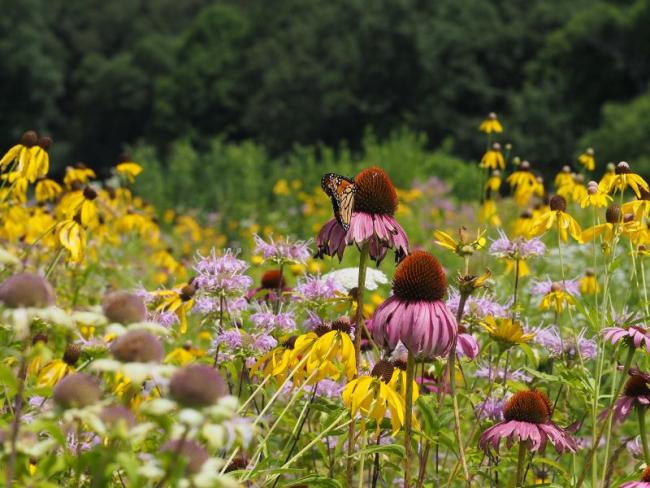 Plants for Pollinators | Xerces Society