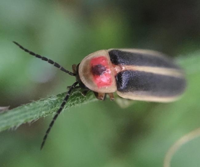 Shedding Light on Firefly Natural History and Distributions through ...