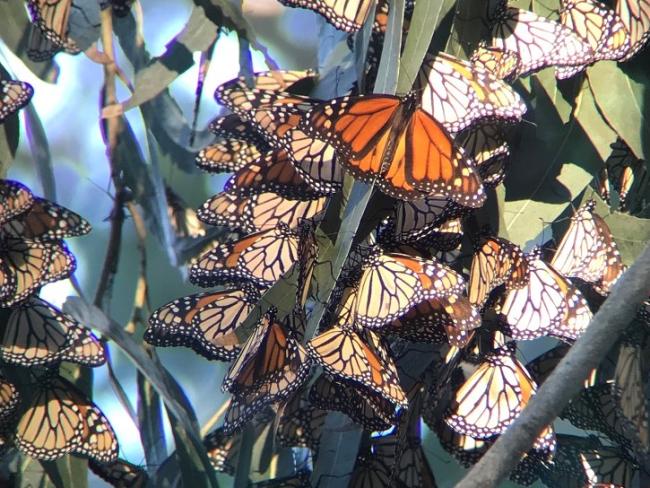 New Year’s Count of Western Monarchs Tracks Population Decline During ...