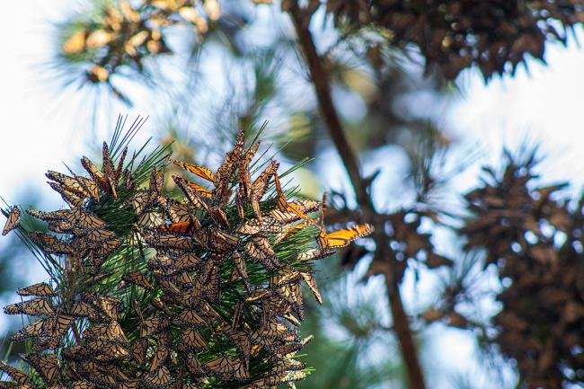 Western Monarch Thanksgiving Count Tallies Over 330,000 Butterflies ...