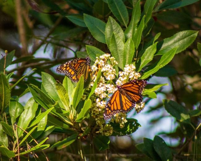 Monarch Butterflies Have Been Proposed for ESA Protection. What Does ...
