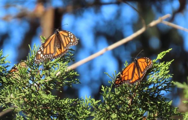 Western Monarchs Experience Average Winter Declines at Overwintering ...