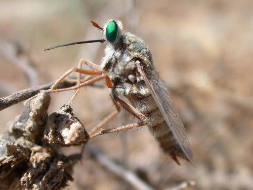 Delhi Sands flower-loving fly | Xerces Society